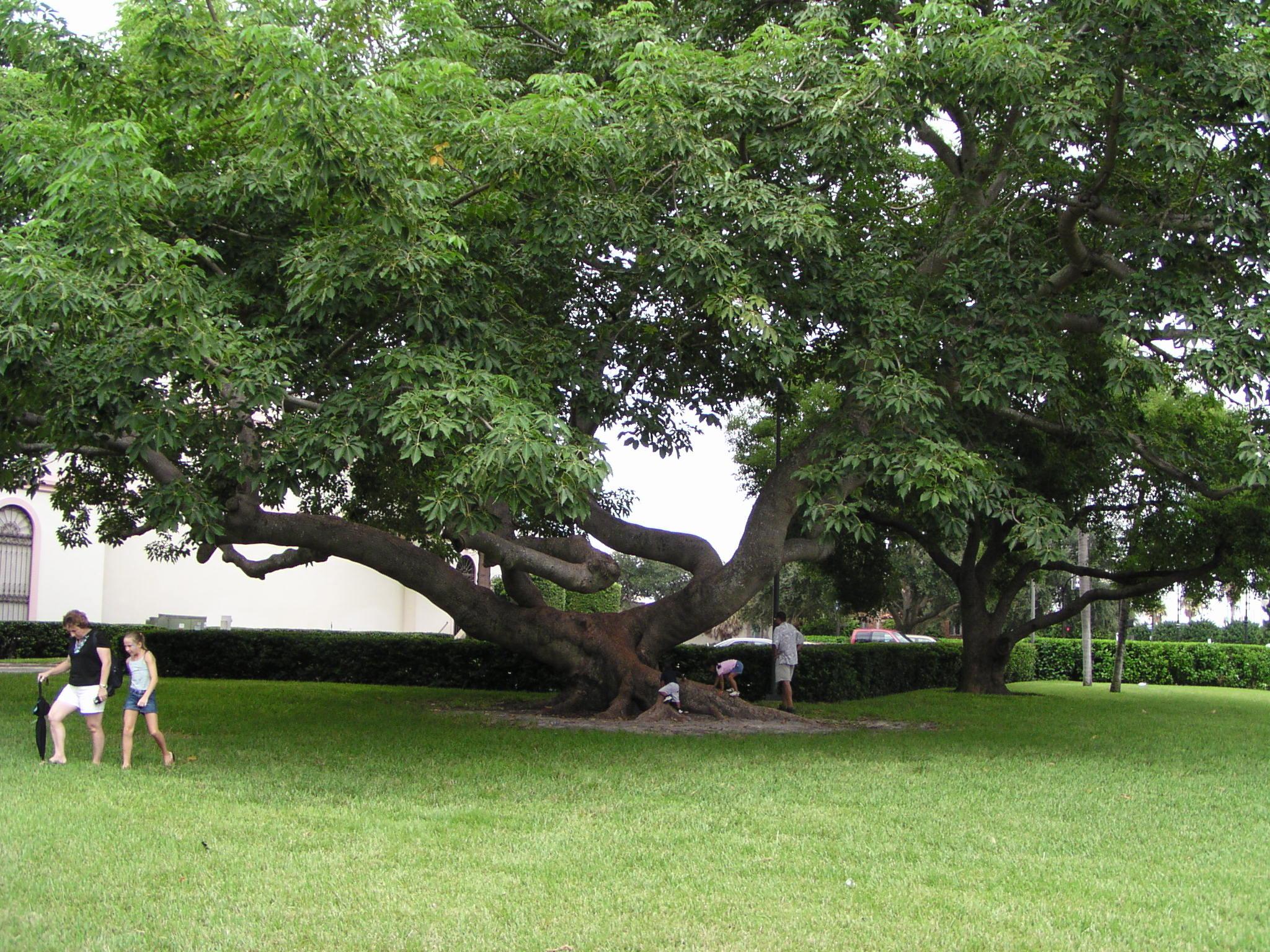 The Pier in St. Petersburg - August 23, 2003